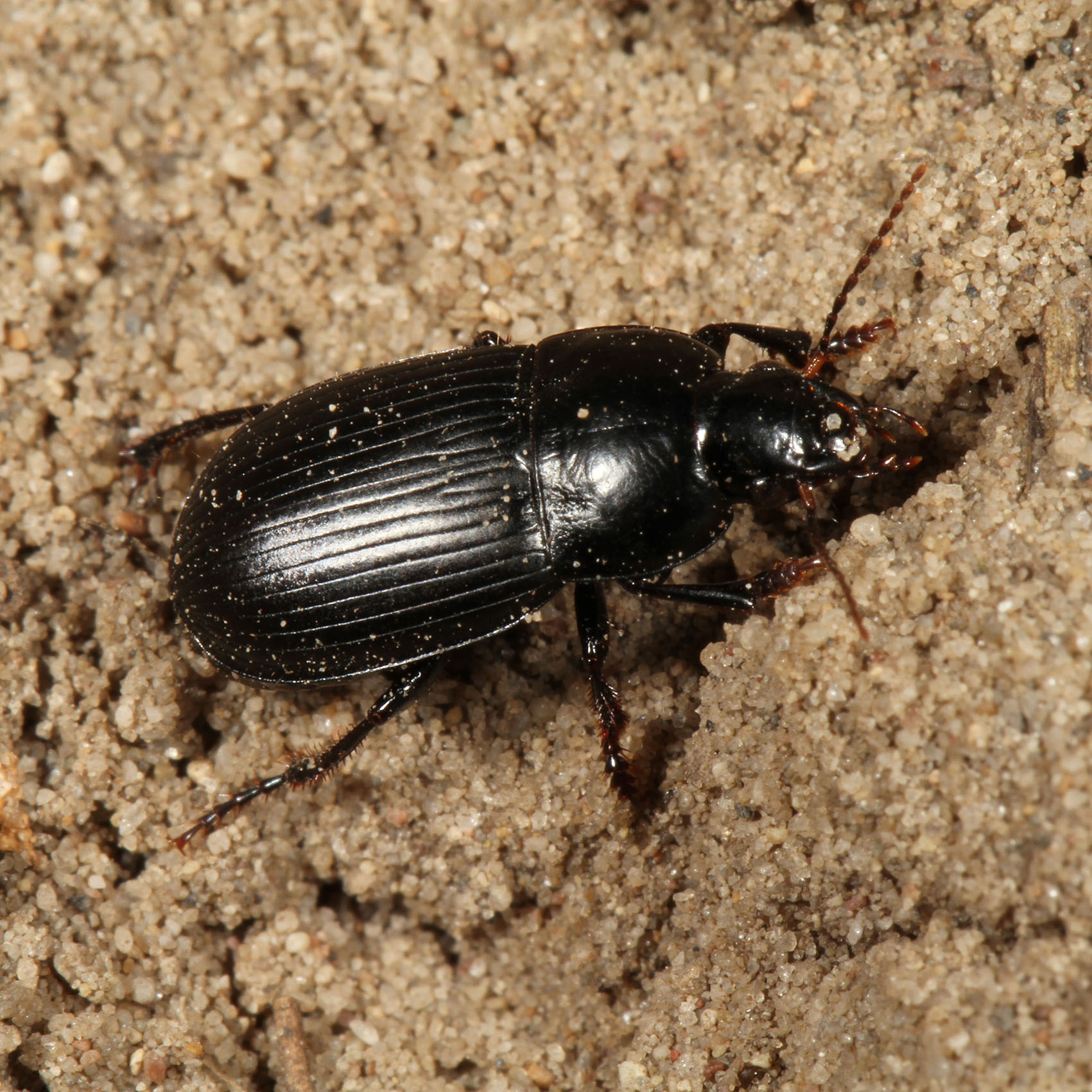 Laufkäfer (Carabidae)