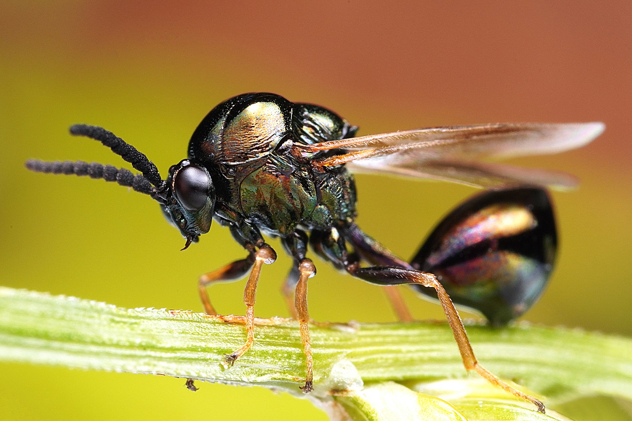 Wiesenbewohner des Monats